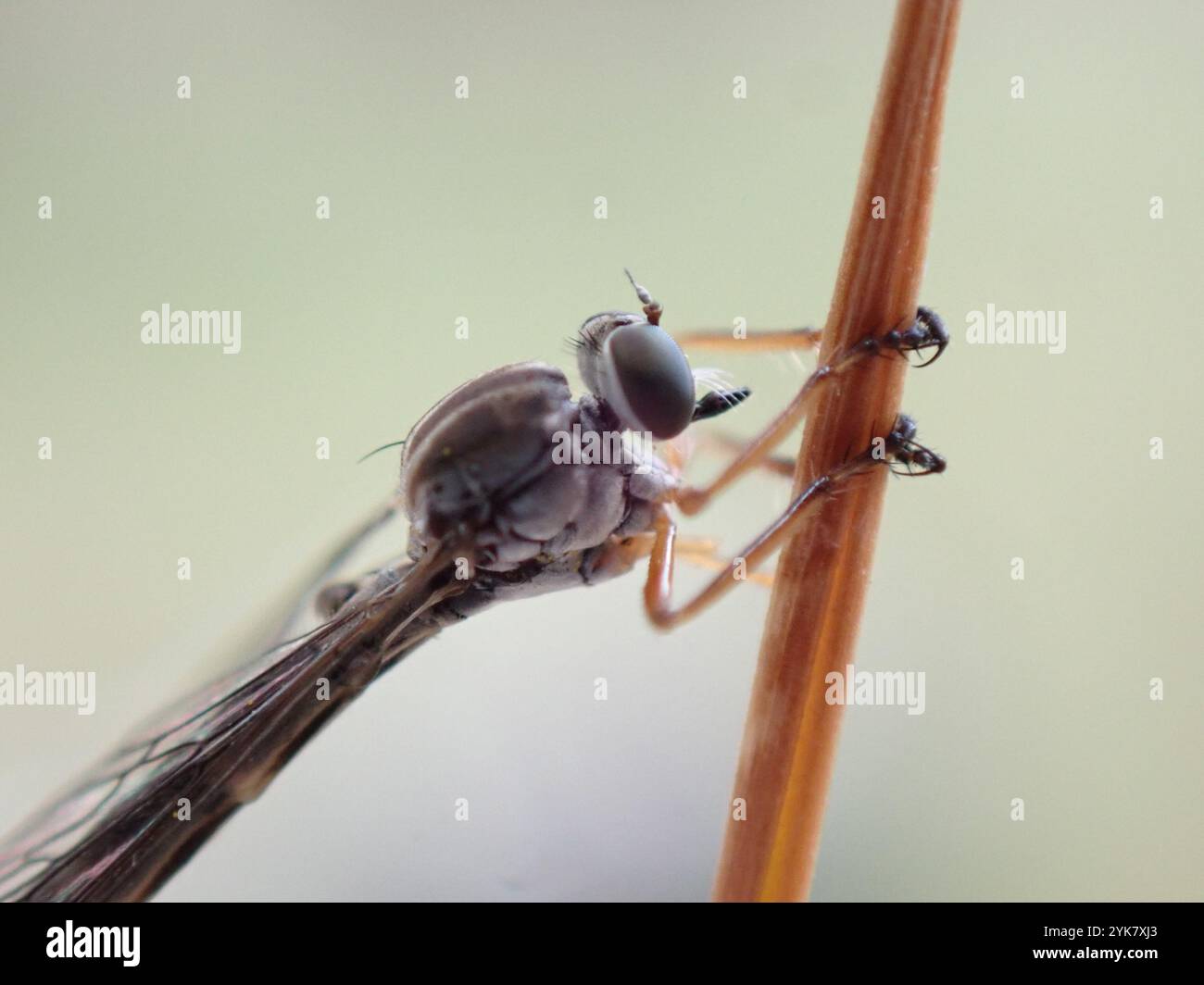 Slender Robberflies (Leptogaster Stock Photo - Alamy
