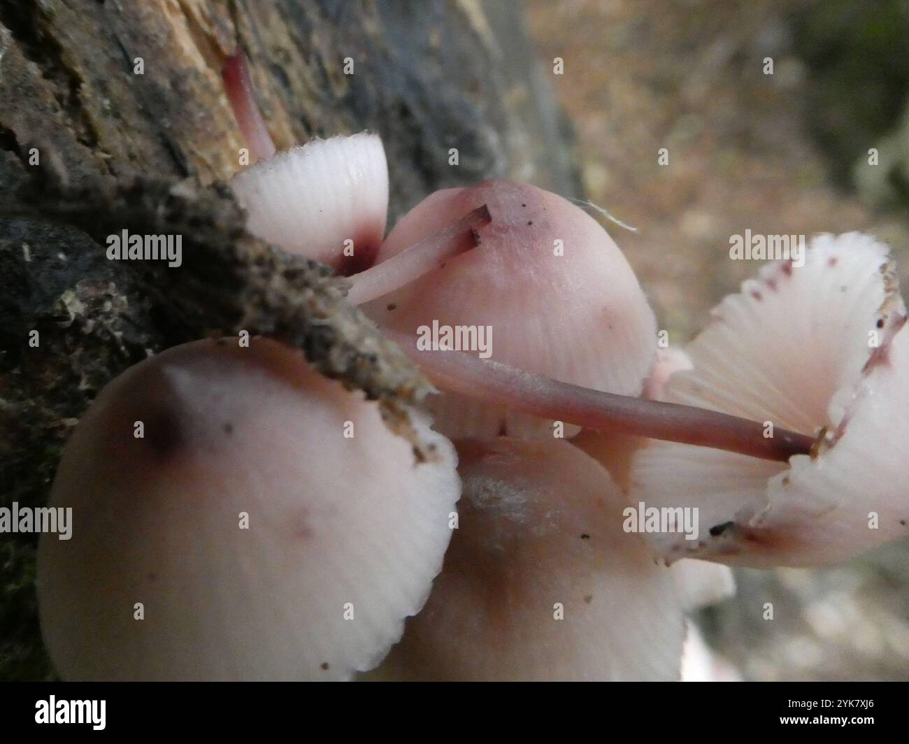 Bleeding Fairy Helmet (Mycena haematopus Stock Photo - Alamy