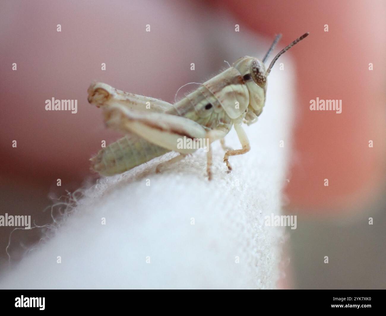 Spur-throated Grasshoppers (Melanoplinae Stock Photo - Alamy