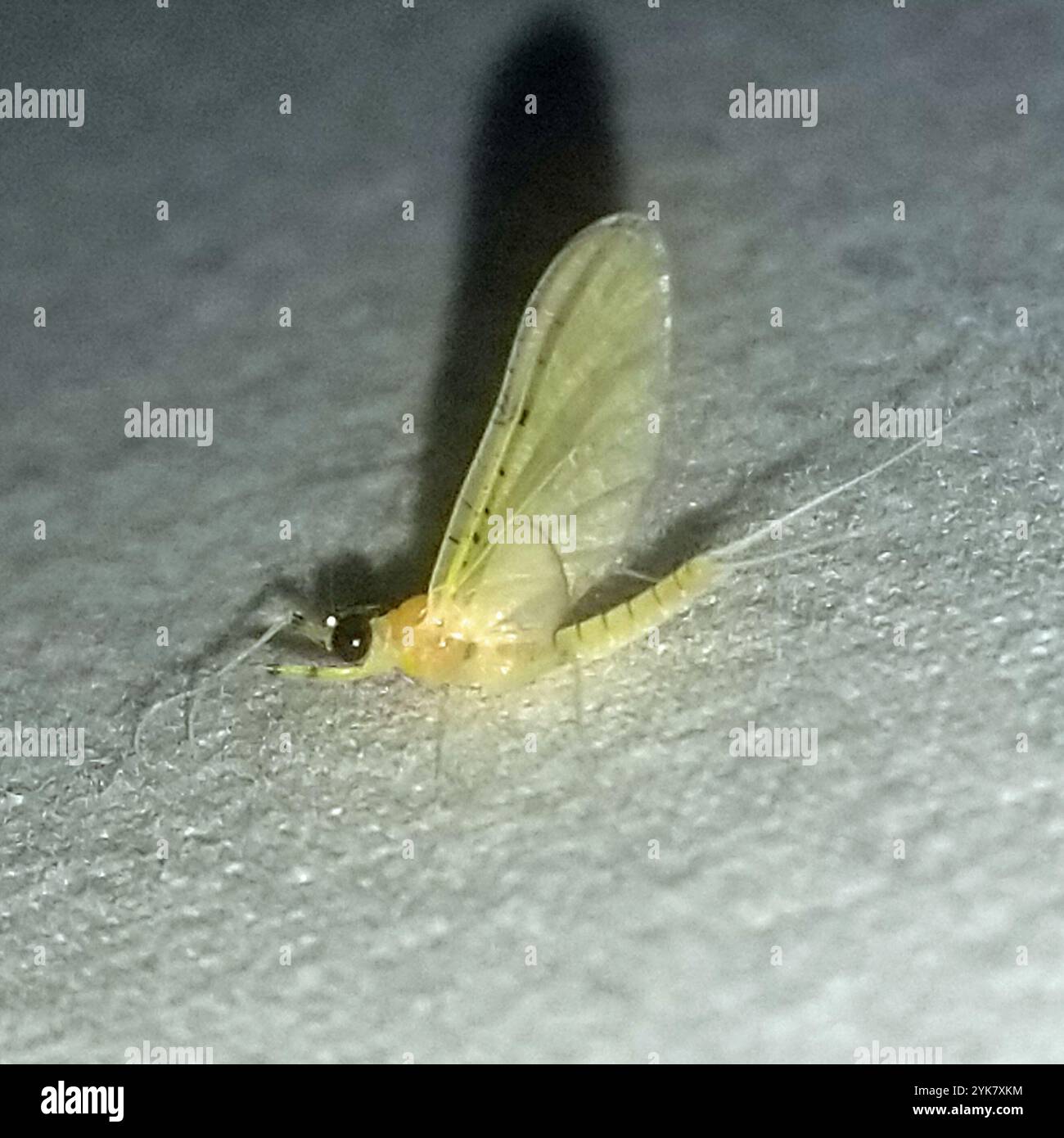 (Stenacron interpunctatum heterotarsale Stock Photo - Alamy