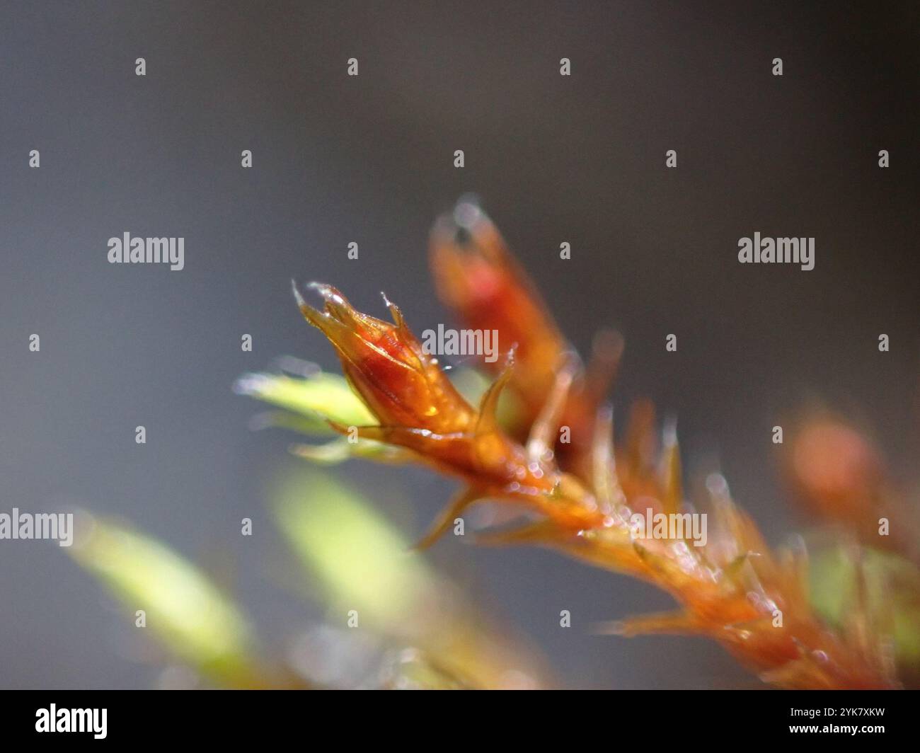 Papillose Bloom Moss (Schistidium papillosum Stock Photo - Alamy