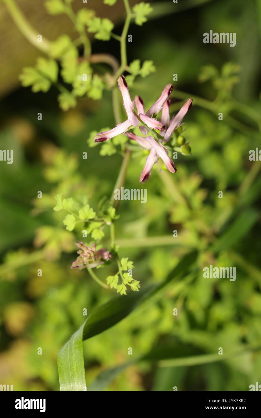 Common ramping fumitory hi-res stock photography and images - Alamy