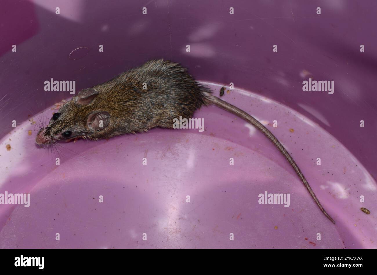Multimammate hi-res stock photography and images - Alamy
