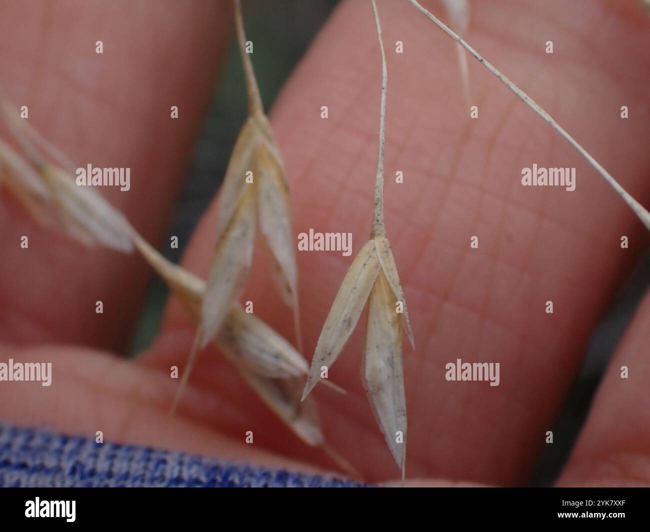 Japanese brome (Bromus japonicus Stock Photo - Alamy