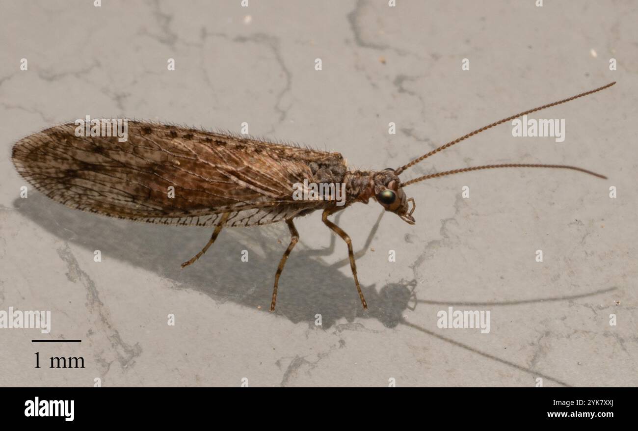 Micromus hi-res stock photography and images - Alamy