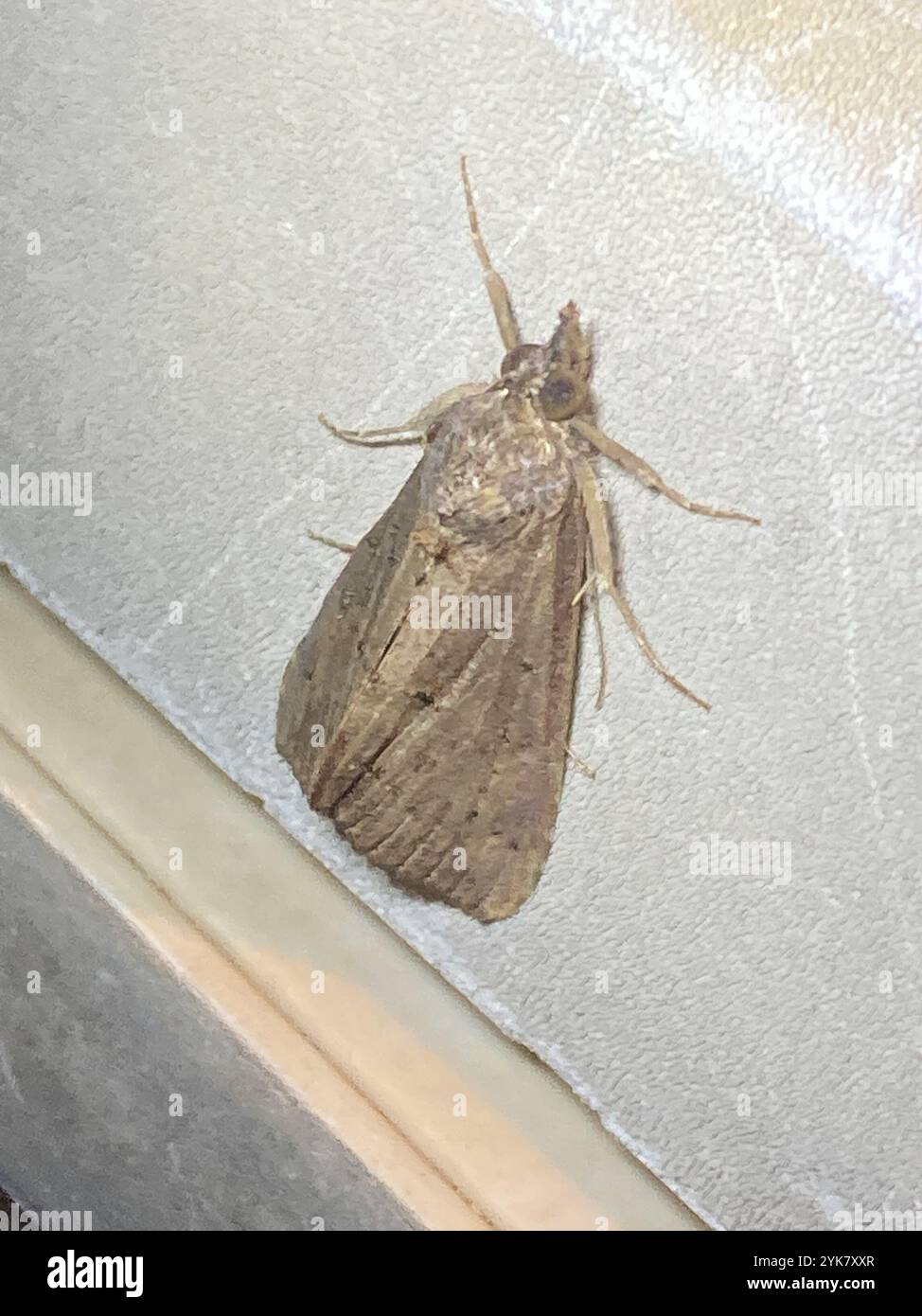 Green Cloverworm Moth (Hypena scabra Stock Photo - Alamy