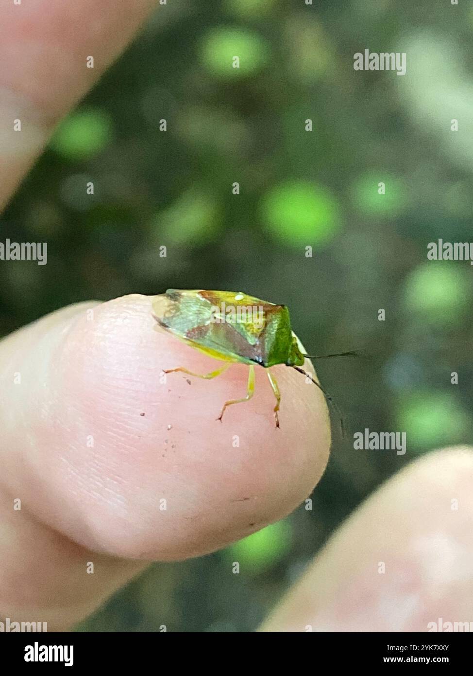 Birch Shield Bug (Elasmostethus interstinctus Stock Photo - Alamy