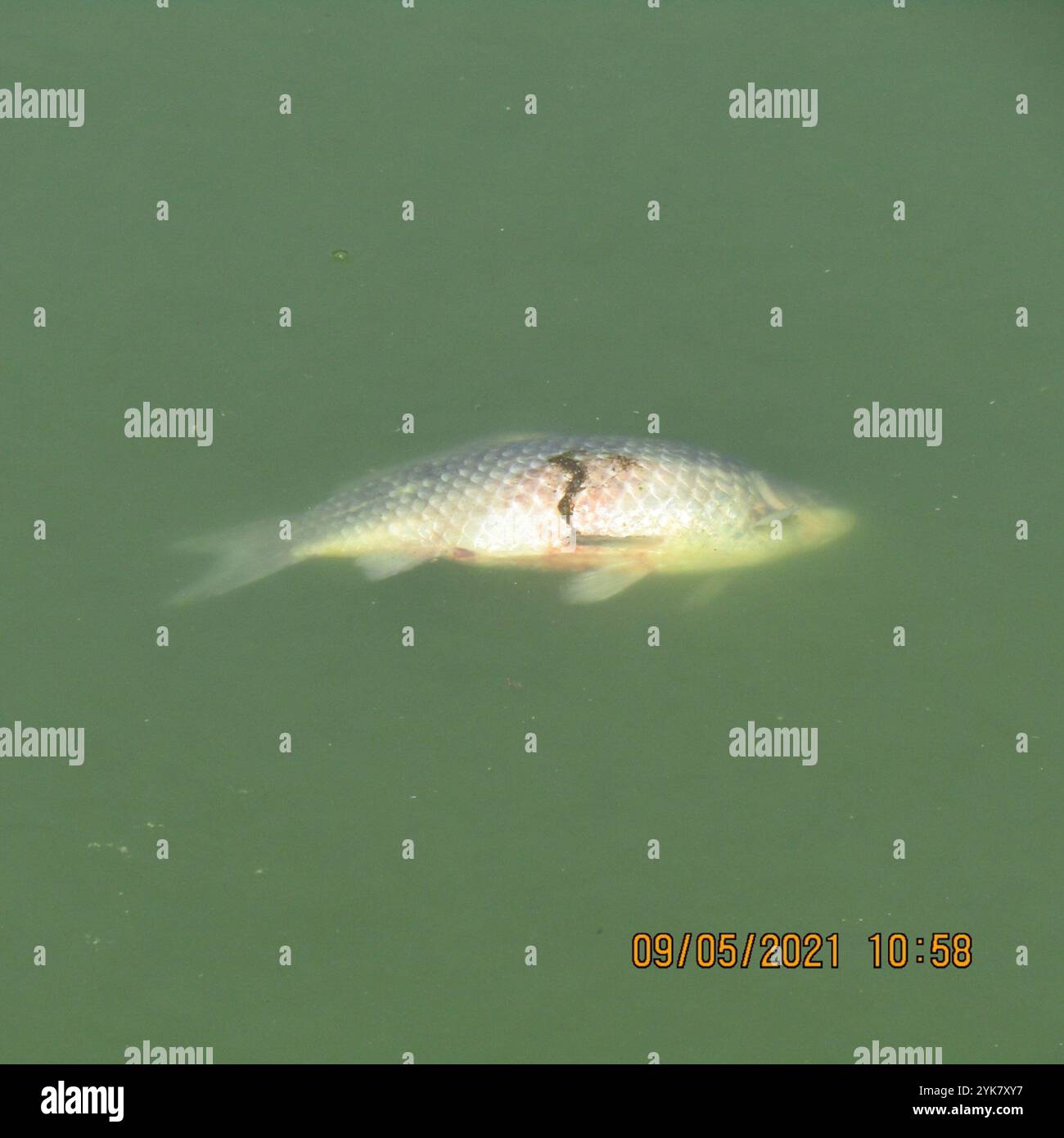 Typical carps hi-res stock photography and images - Alamy