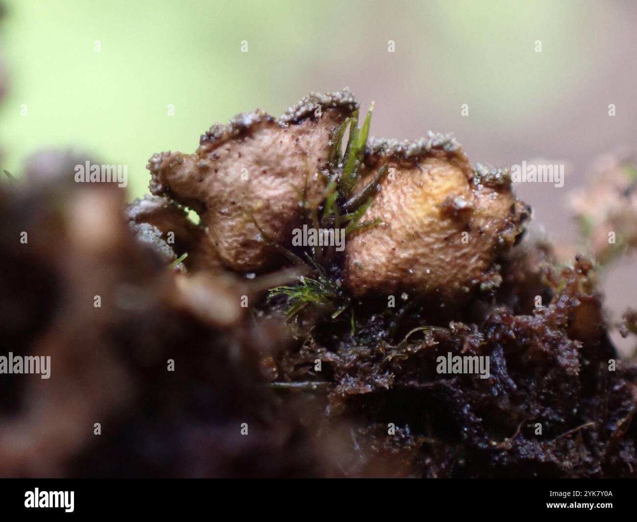 Moon Lichens (Sticta Stock Photo - Alamy