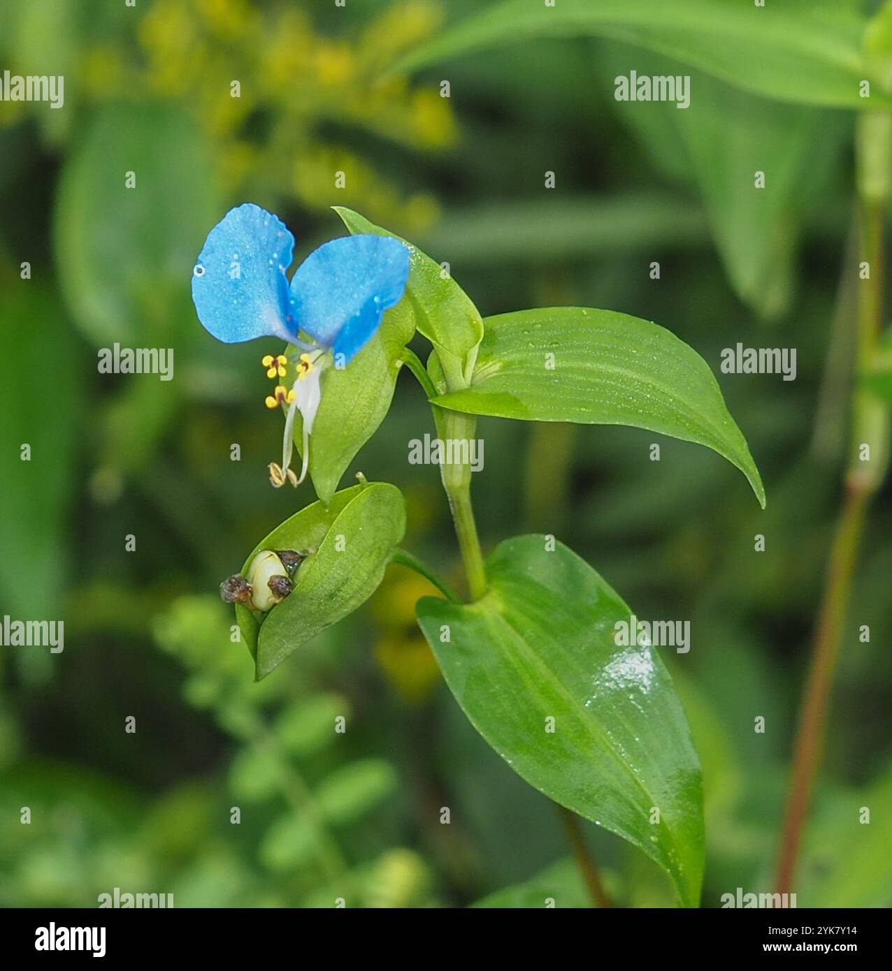 Asiatic dayflower (Commelina communis Stock Photo - Alamy