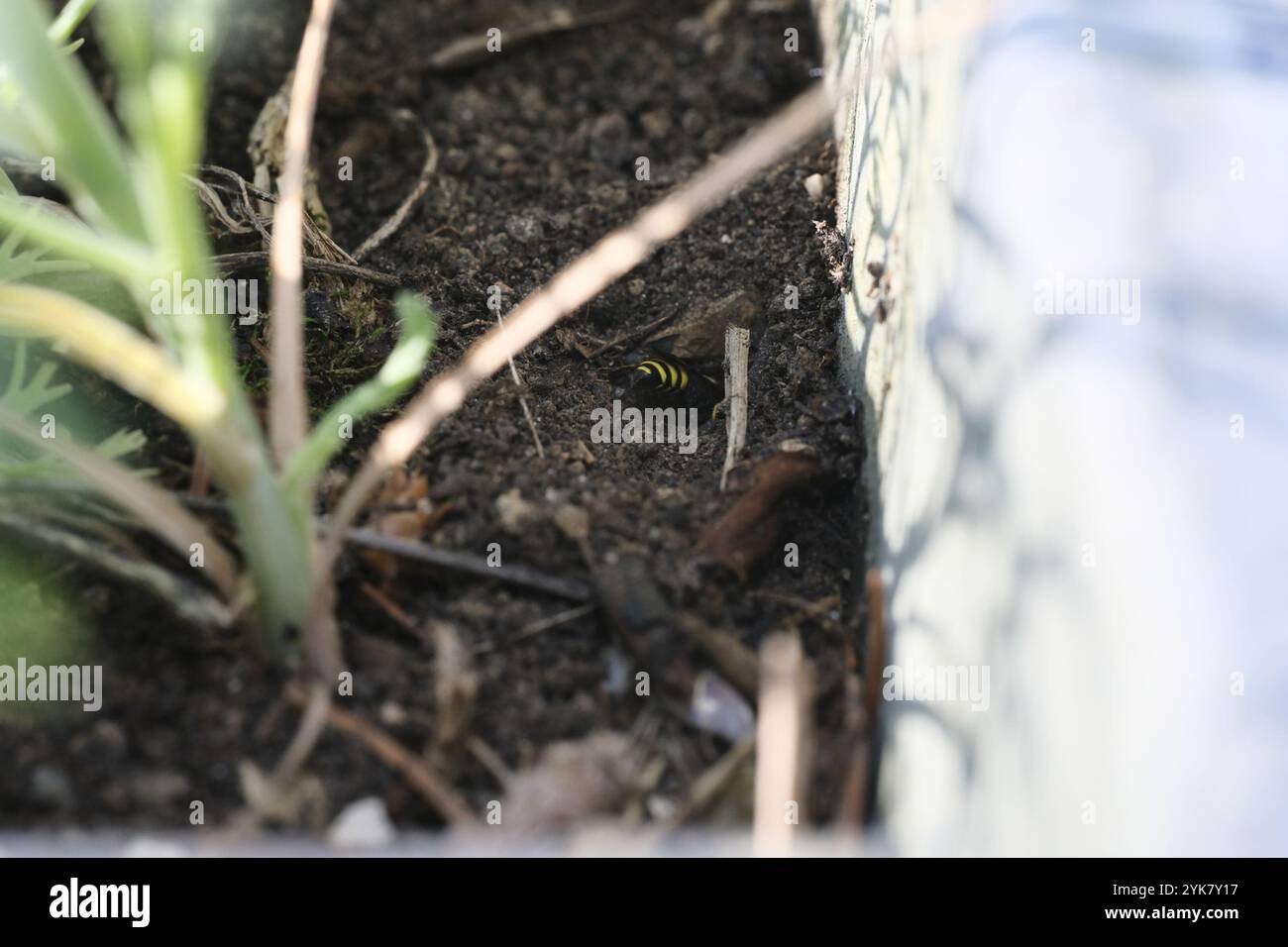 Broad-banded Hopper Wasp (Gorytes laticinctus Stock Photo - Alamy