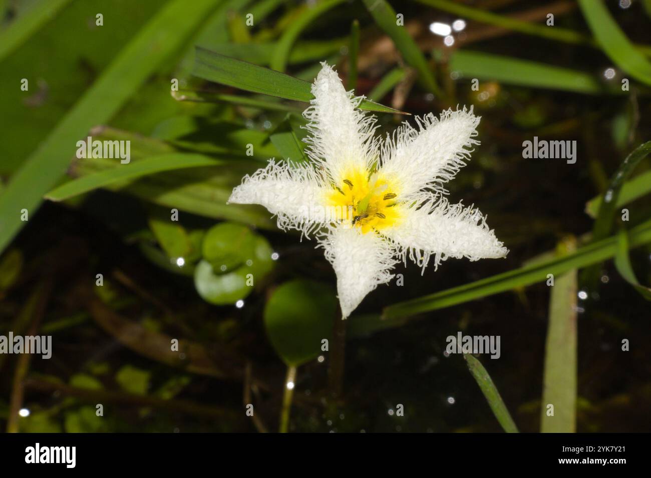 Floatingheart (Nymphoides humboldtiana Stock Photo - Alamy
