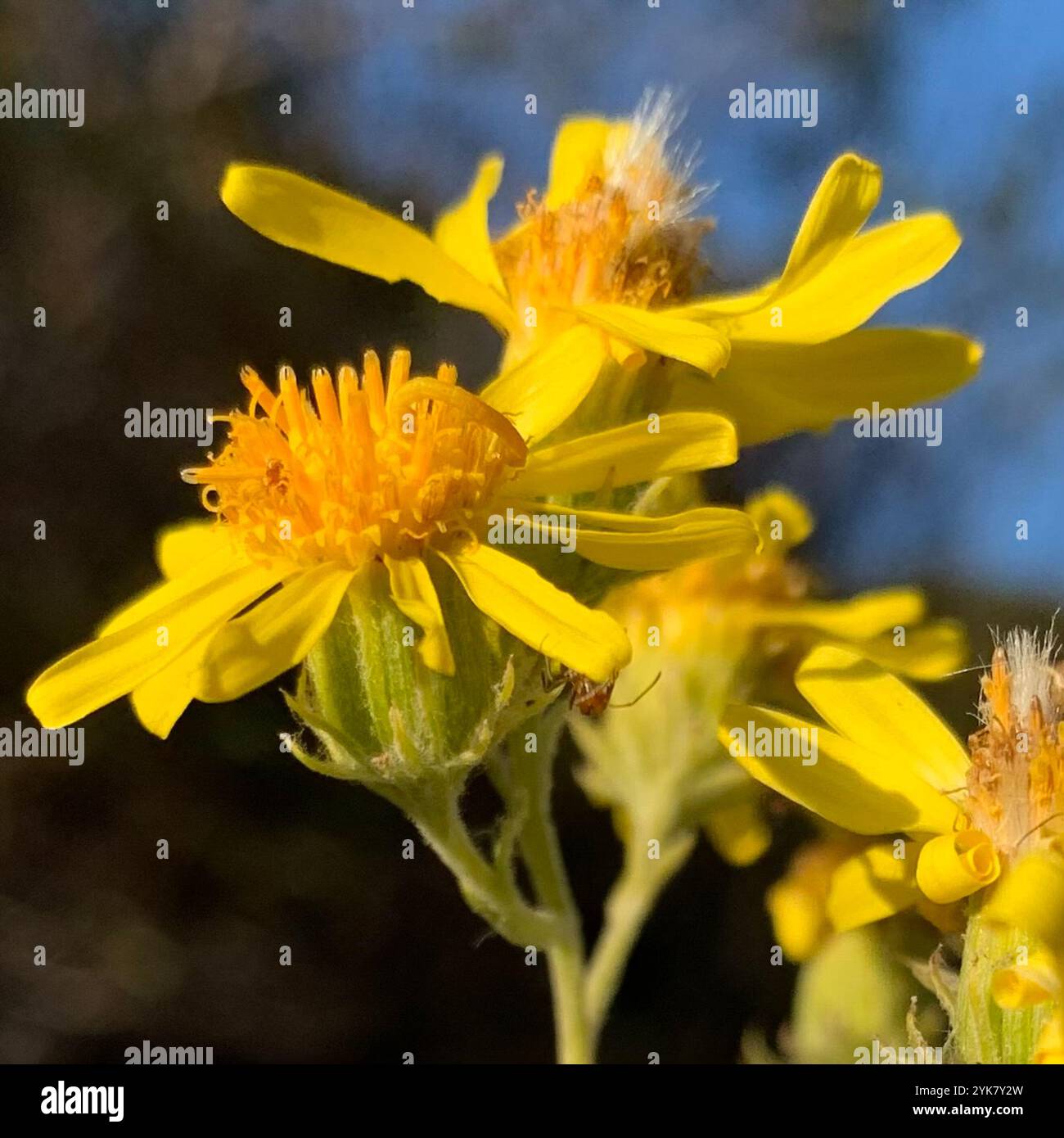 Flaccidus hi-res stock photography and images - Alamy