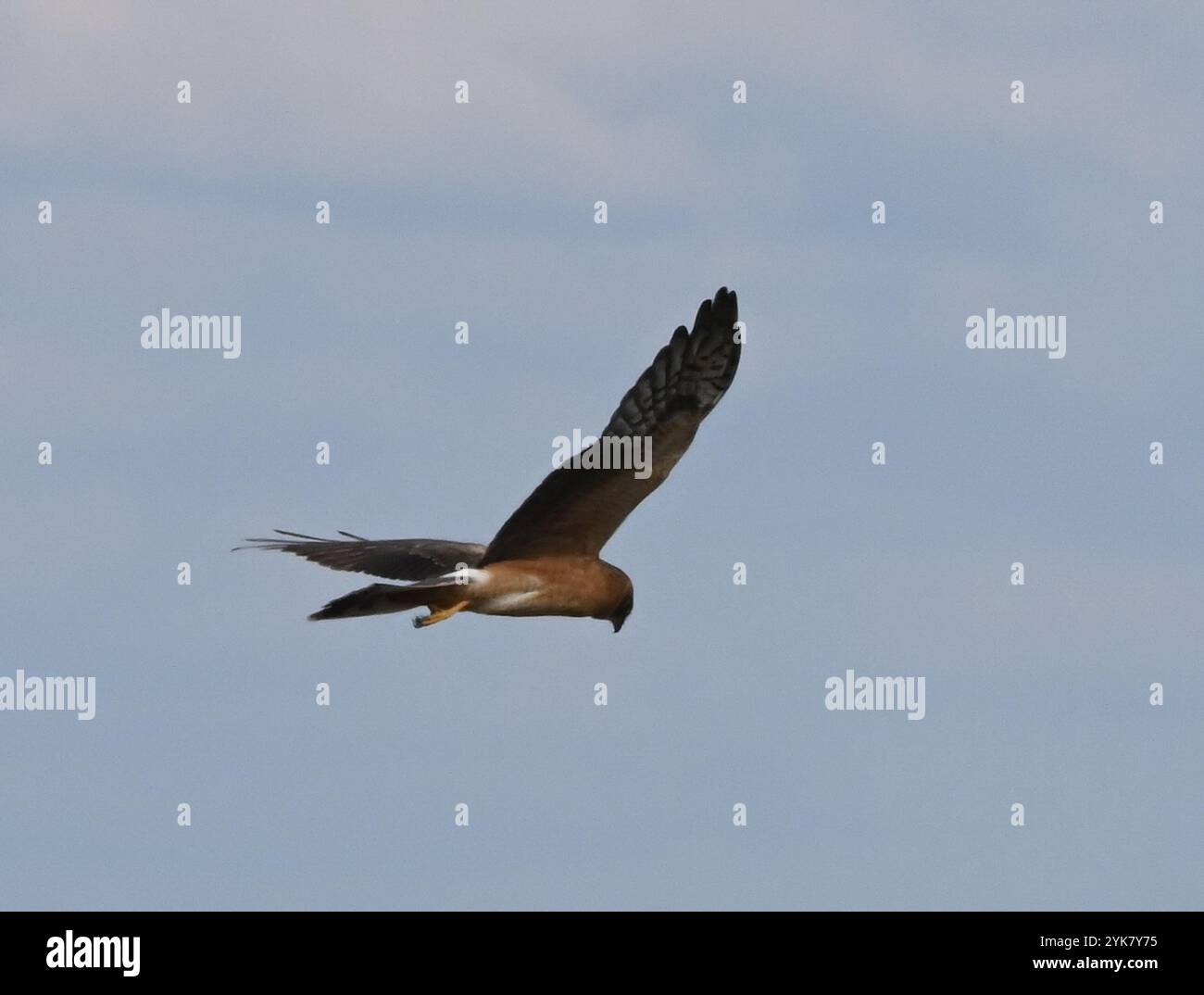 Pallid Harrier (Circus macrourus Stock Photo - Alamy