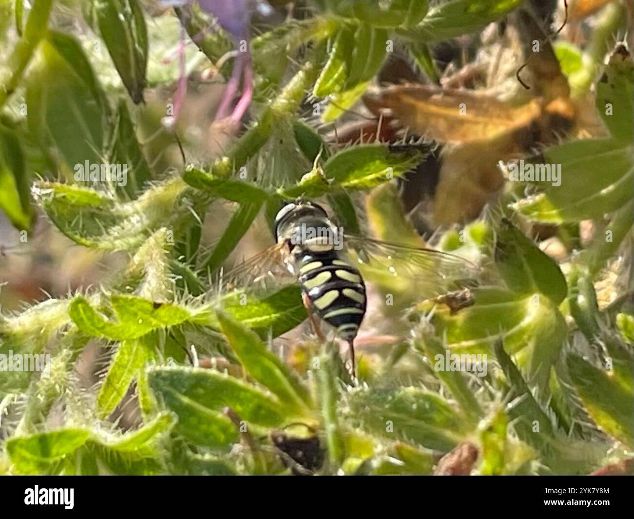 Large-tailed Aphideater (Eupeodes volucris Stock Photo - Alamy