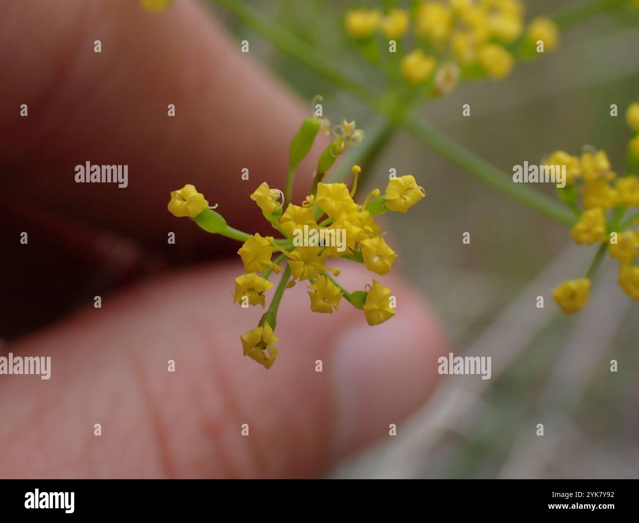 Wyeth Biscuitroot (Lomatium ambiguum Stock Photo - Alamy