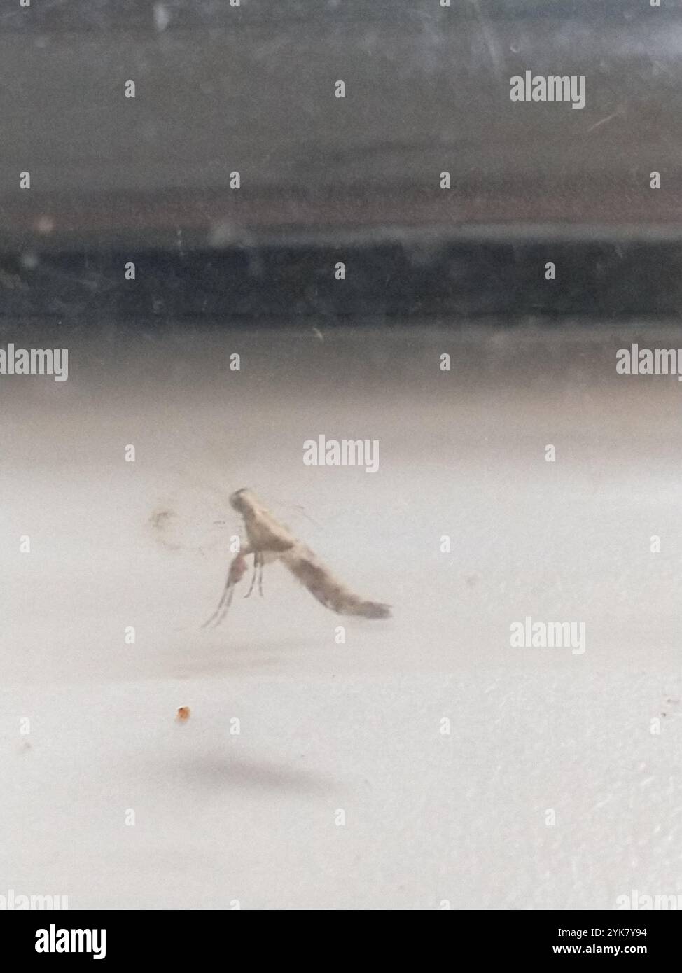 Caloptilia azaleella hi-res stock photography and images - Alamy
