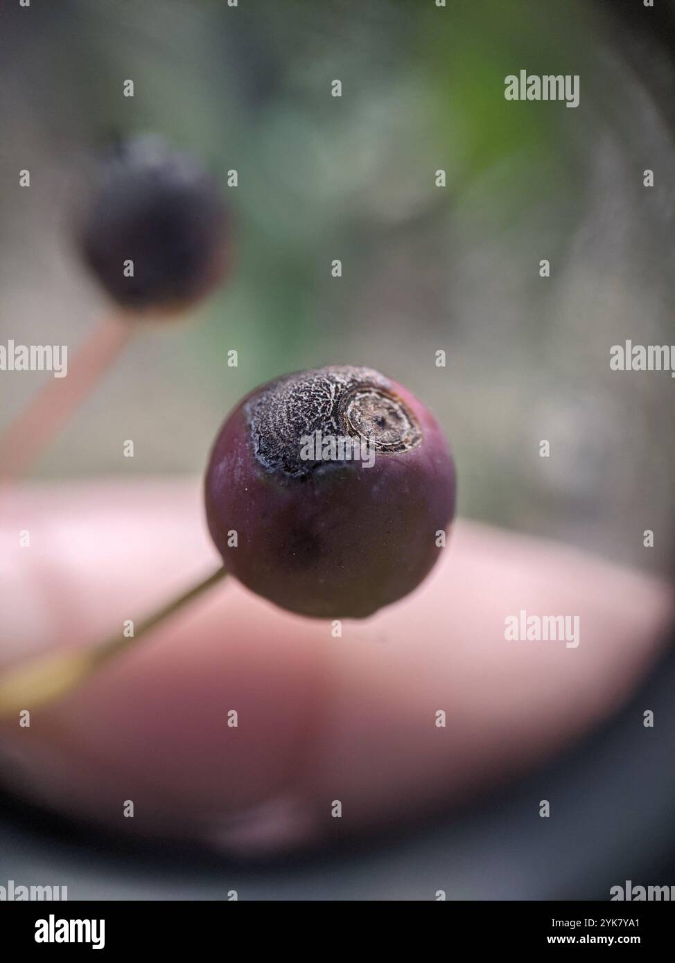 Venturia hi-res stock photography and images - Alamy