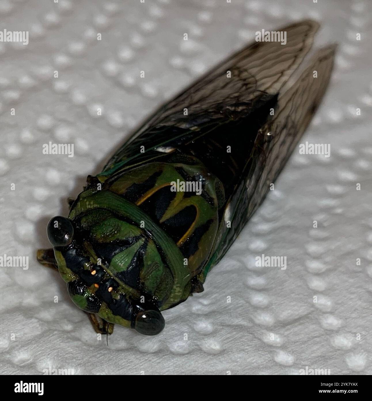 Coastal Scissors Grinder Cicada (Neotibicen latifasciatus Stock Photo ...