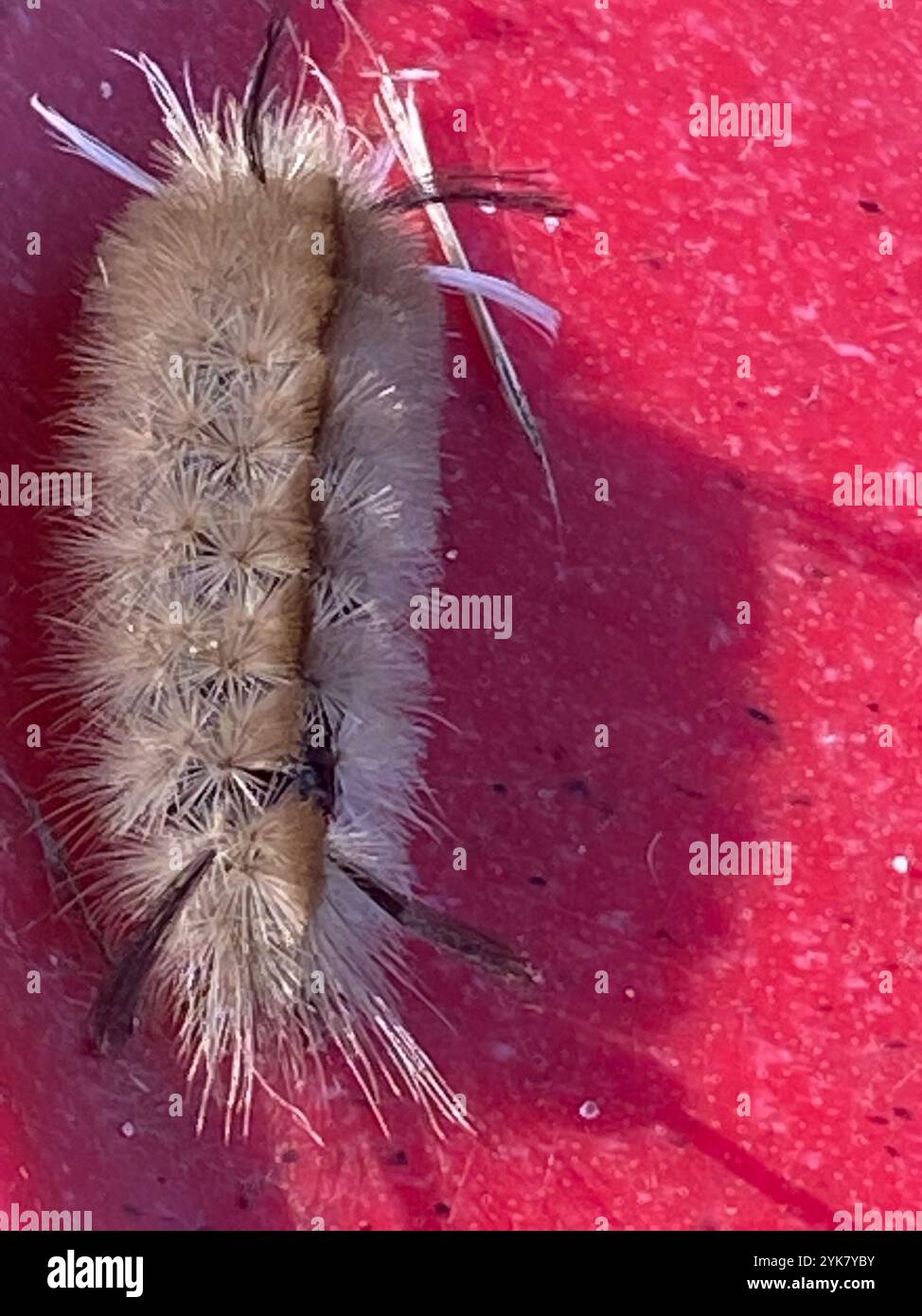 Banded Tussock Moth (Halysidota tessellaris Stock Photo - Alamy