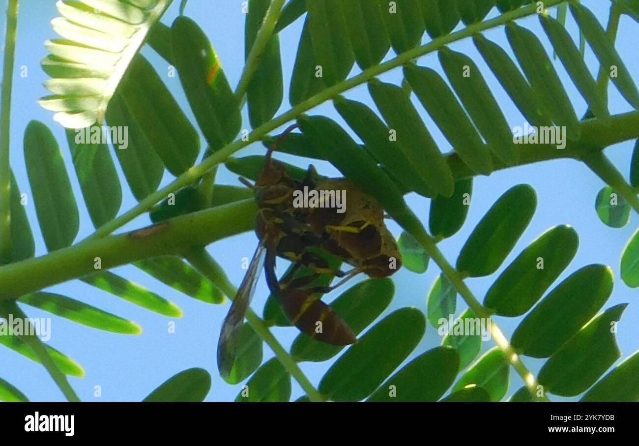 (Mischocyttarus mexicanus cubicola Stock Photo - Alamy