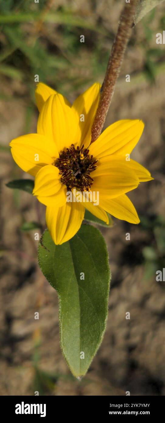 Stiff Sunflower (Helianthus pauciflorus Stock Photo - Alamy