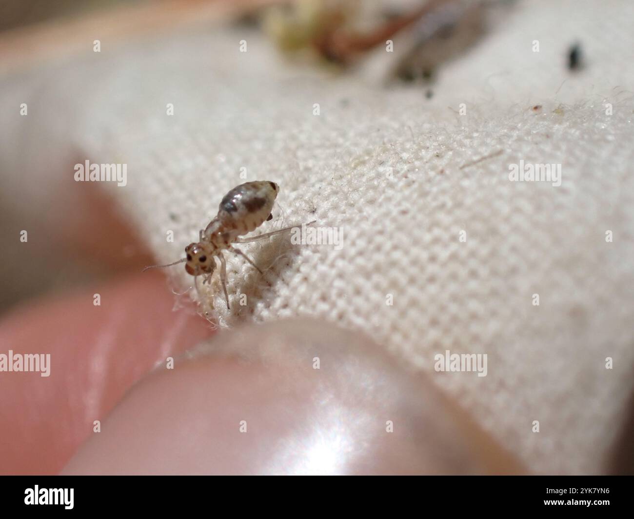 Barklice, Booklice, and Parasitic Lice (Psocodea Stock Photo - Alamy