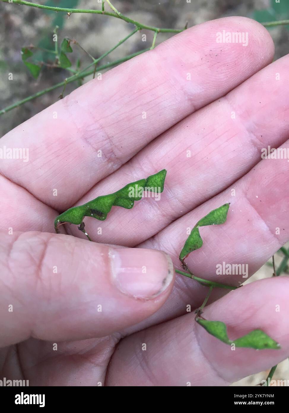 perplexed tick-trefoil (Desmodium perplexum Stock Photo - Alamy