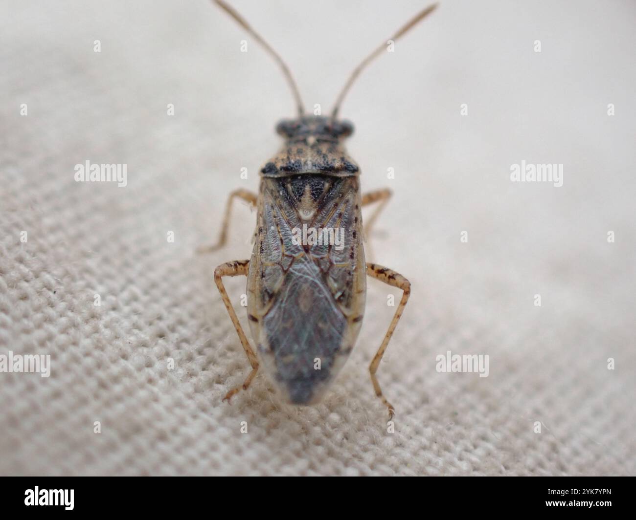True Bugs (Heteroptera Stock Photo - Alamy