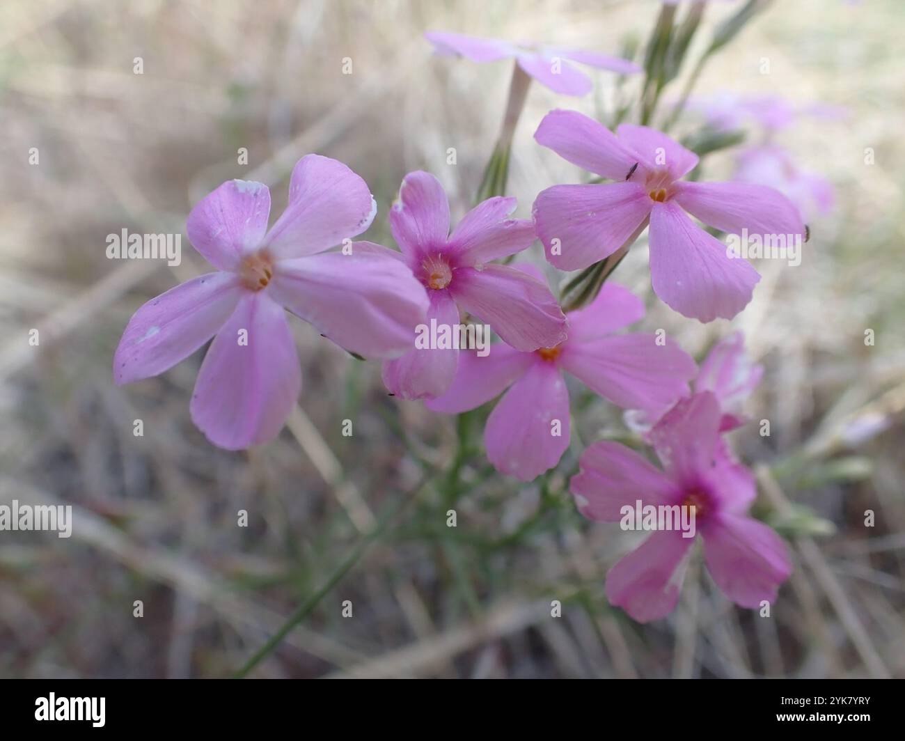 Longleaf Phlox (Phlox longifolia Stock Photo - Alamy