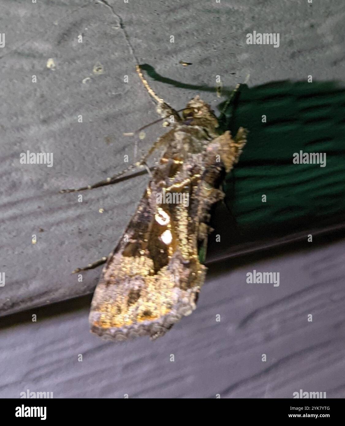 Soybean looper moth hi-res stock photography and images - Alamy