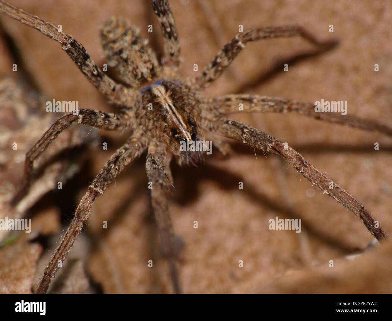 Tropical Wandering Spiders (Ctenus Stock Photo - Alamy