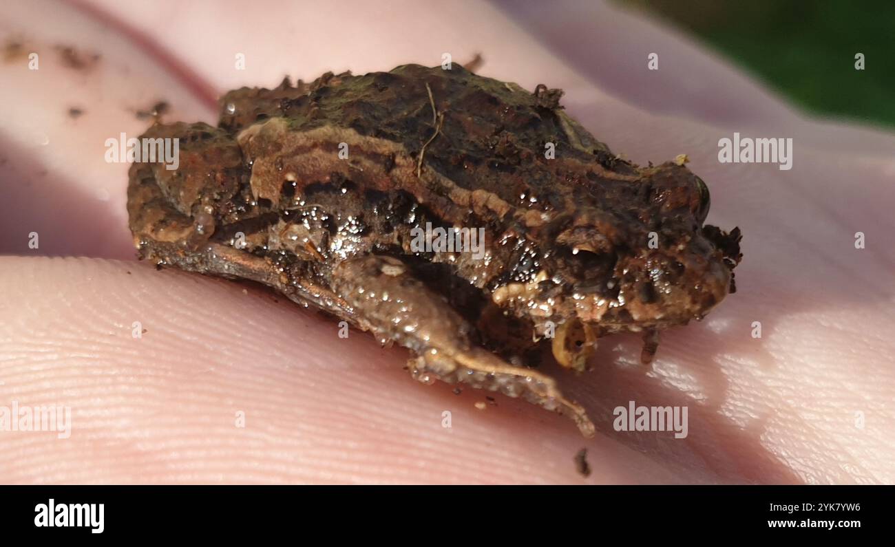 Common eastern froglet hi-res stock photography and images - Alamy