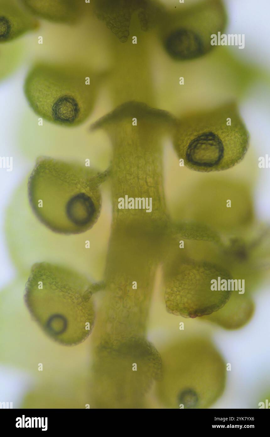 Hairy Scalewort (Frullania bolanderi Stock Photo - Alamy