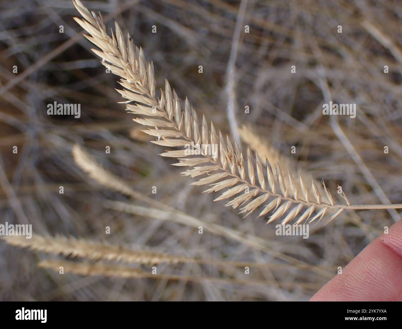 Crested wheatgrass hi-res stock photography and images - Alamy