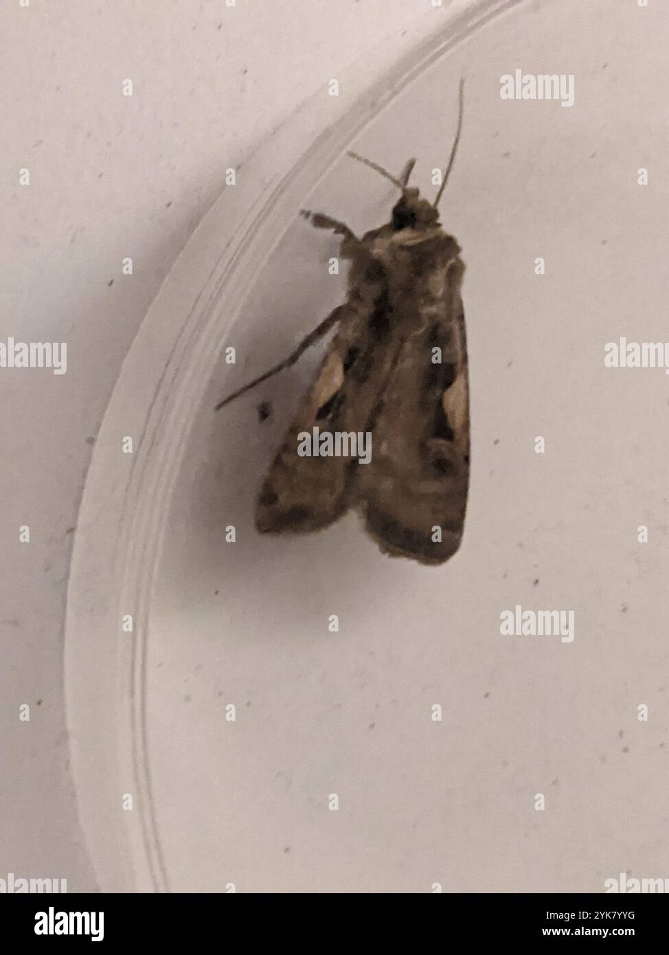 Setaceous Hebrew Character (Xestia c-nigrum Stock Photo - Alamy