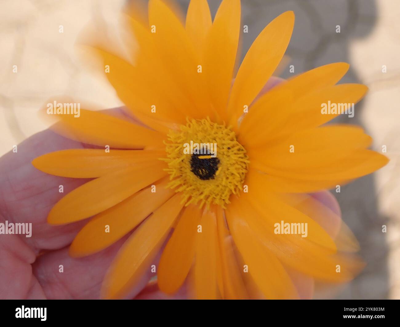 Karoo African Daisy (Arctotis leiocarpa Stock Photo - Alamy