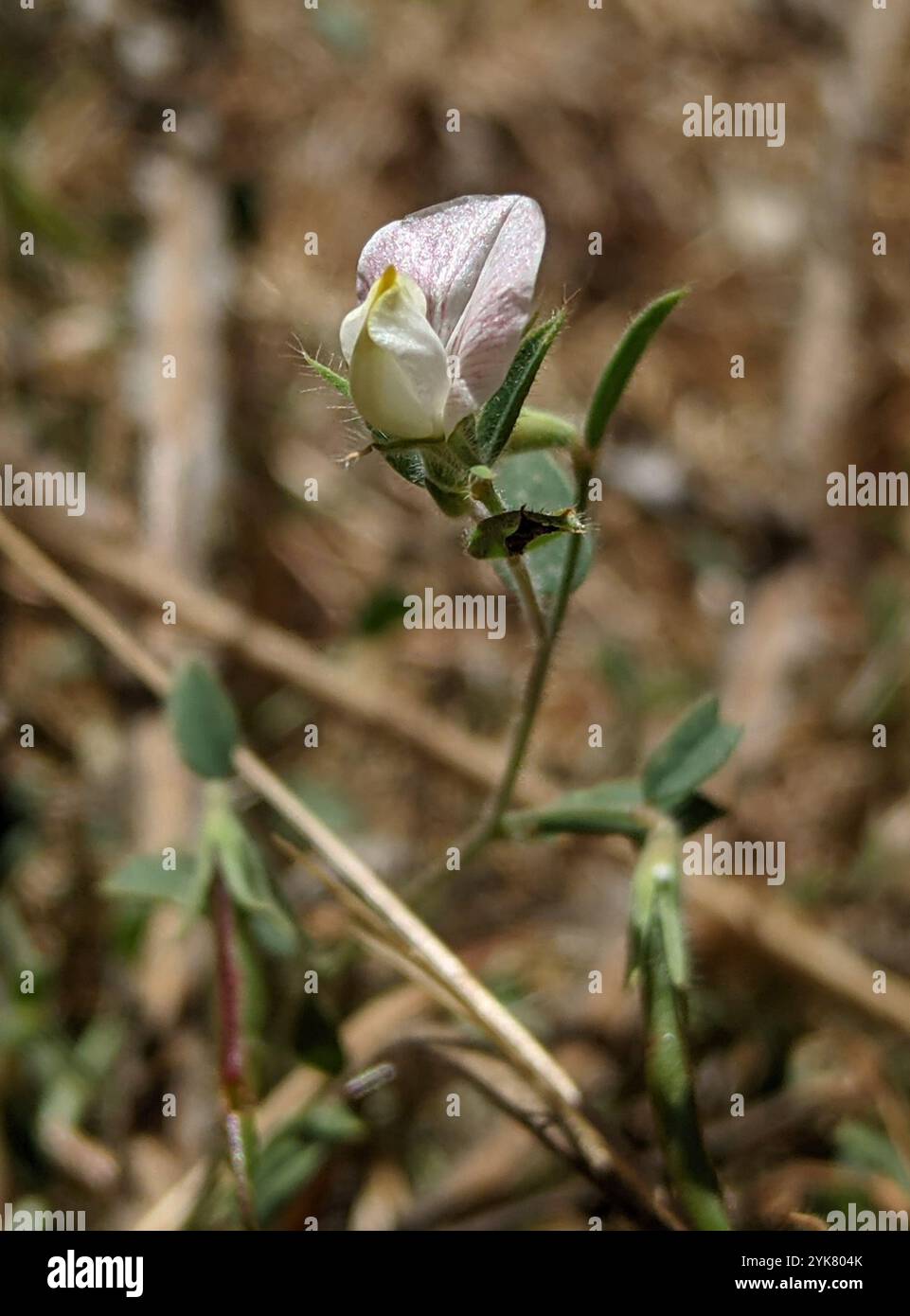 Spanish clover (Acmispon americanus Stock Photo - Alamy