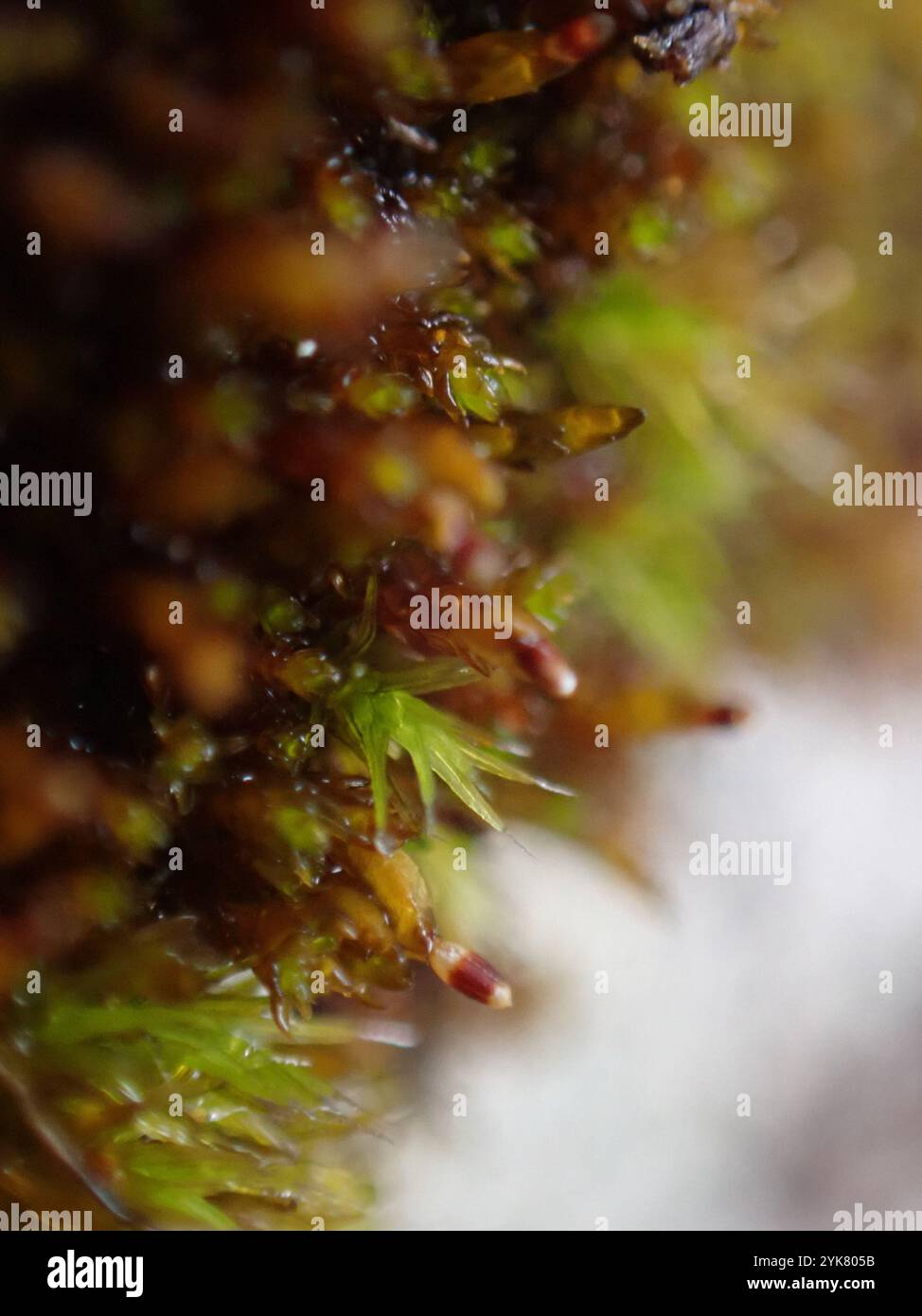 Black Rock Moss (Andreaea rupestris Stock Photo - Alamy