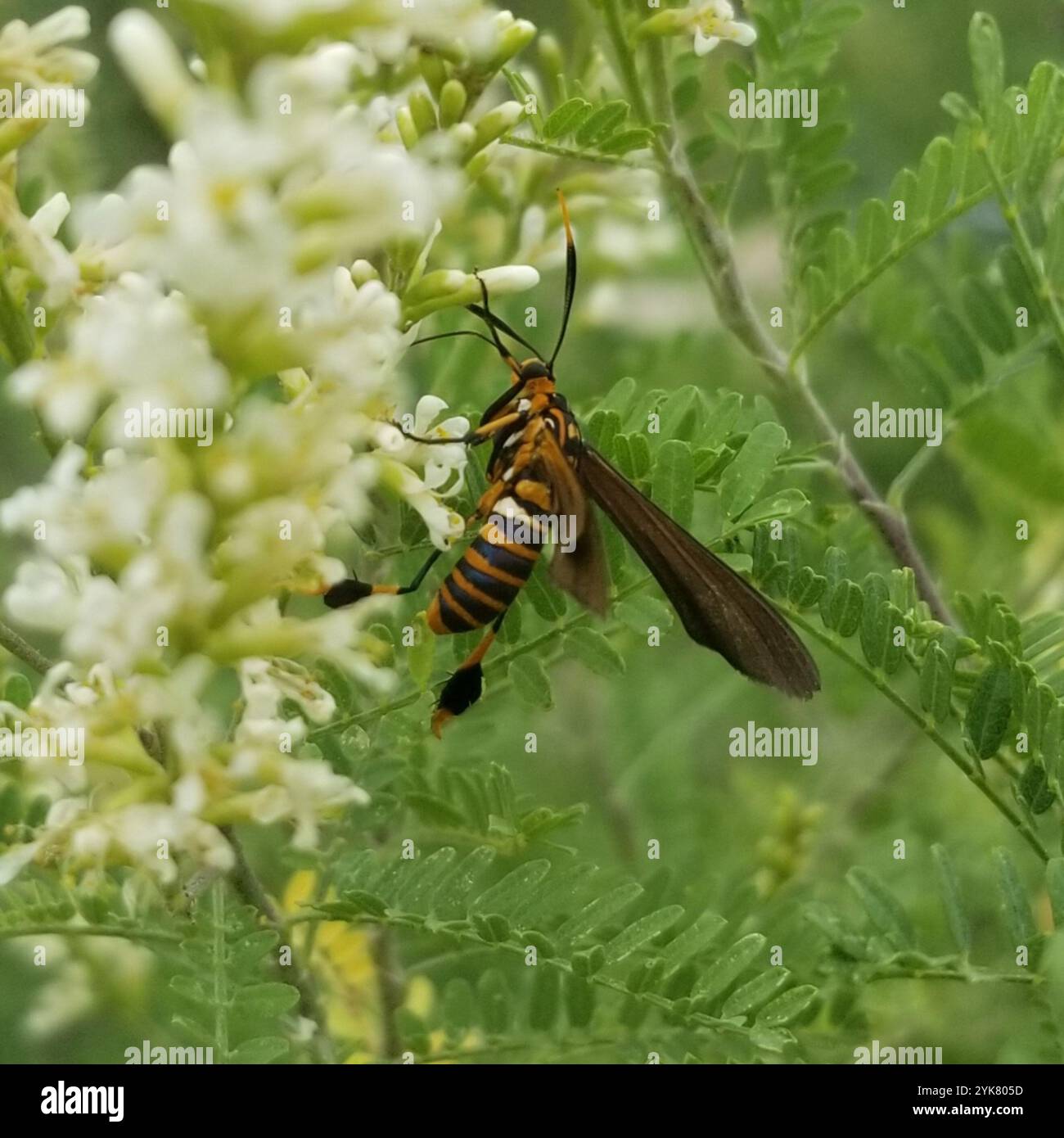 Texas Wasp Moth (Horama panthalon Stock Photo - Alamy