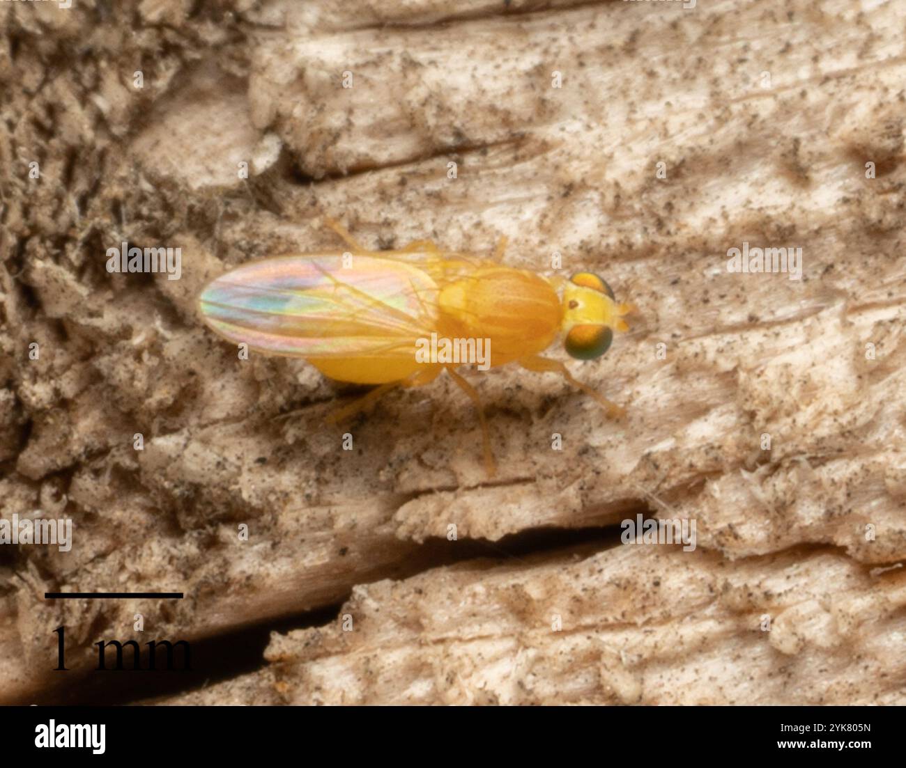 Chyromyidae hi-res stock photography and images - Alamy