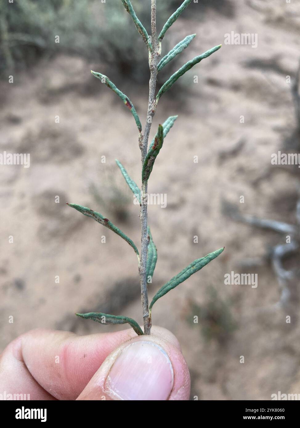 Simpson's Slender Buckwheat (Eriogonum microtheca simpsonii Stock Photo ...