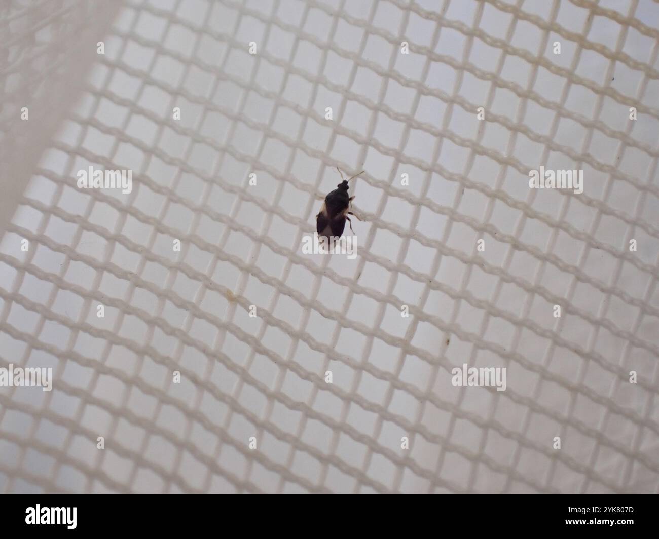 Minute pirate bugs (Anthocoridae Stock Photo - Alamy