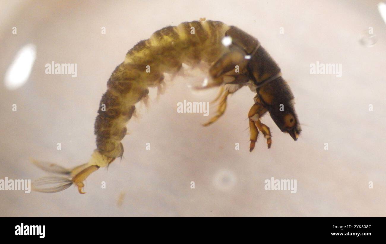 Hydropsyche hi-res stock photography and images - Alamy