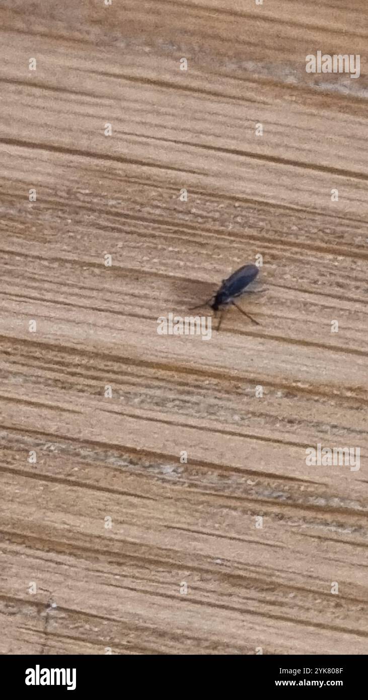 Fungus Gnats and Gall Midges (Sciaroidea Stock Photo - Alamy