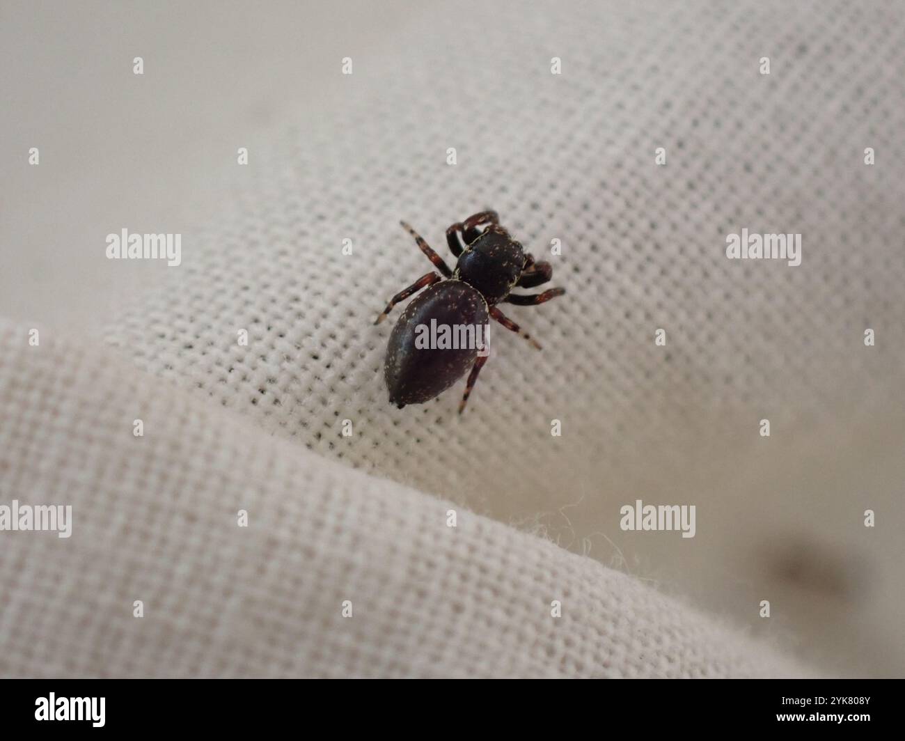 Leaf-beetle Jumping Spiders (Sassacus Stock Photo - Alamy