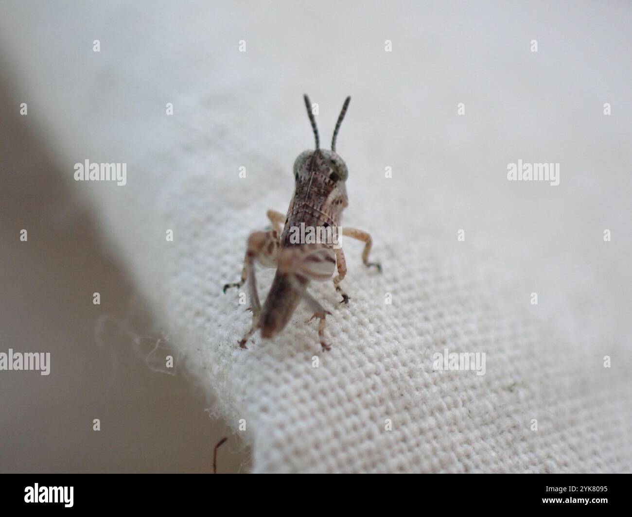 Spur-throated Grasshoppers (Melanoplinae Stock Photo - Alamy