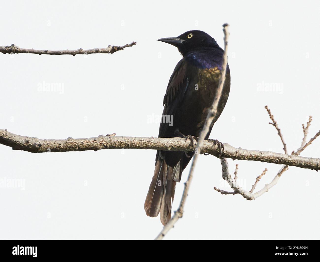 Common Grackle (Quiscalus quiscula Stock Photo - Alamy