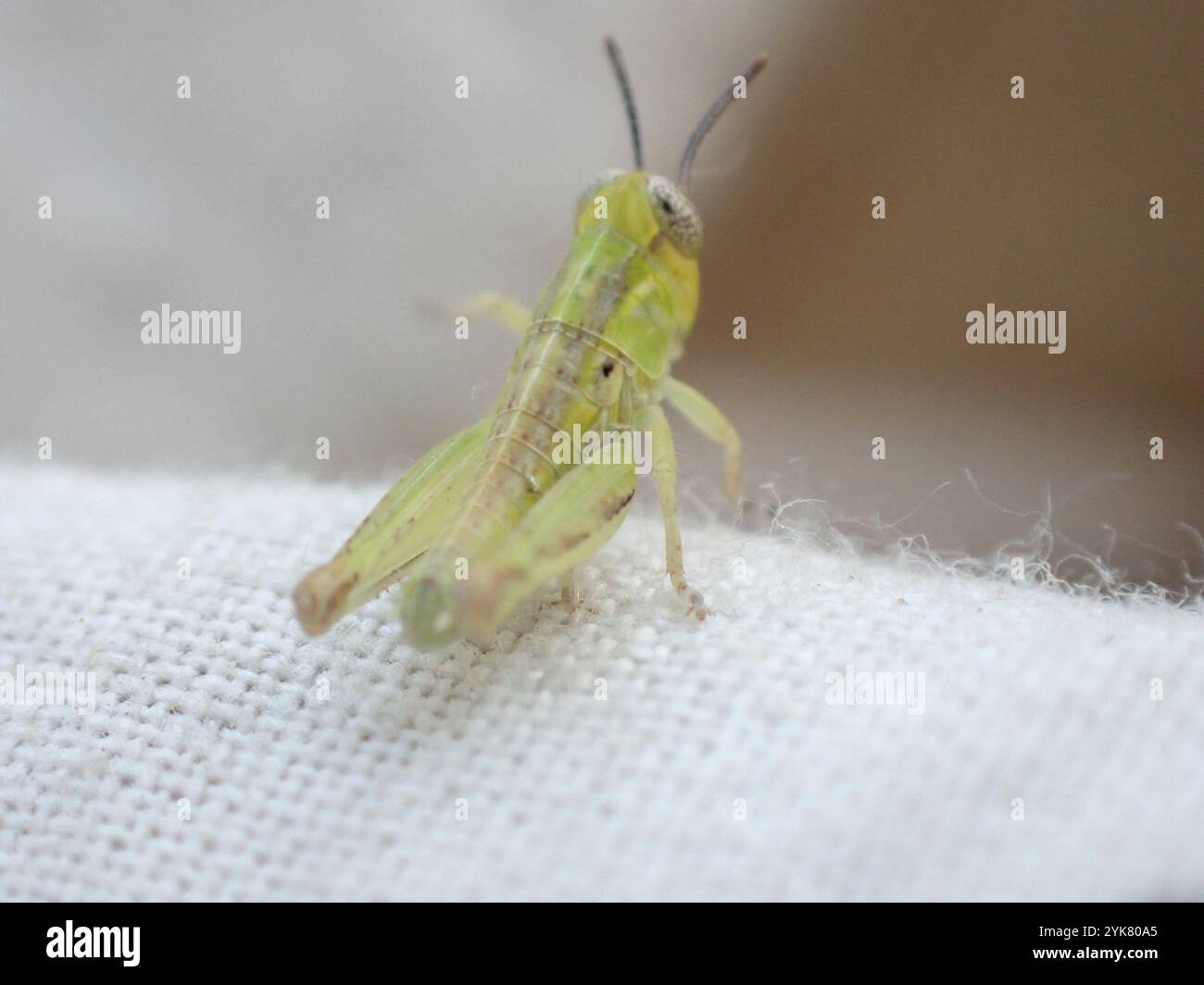 Spur-throated Grasshoppers (Melanoplinae Stock Photo - Alamy