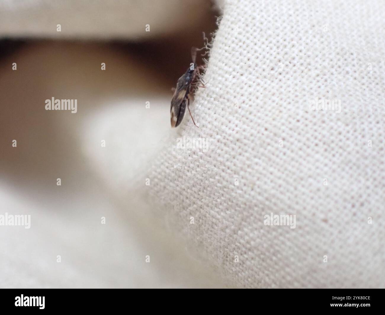 Minute pirate bugs (Anthocoridae Stock Photo - Alamy